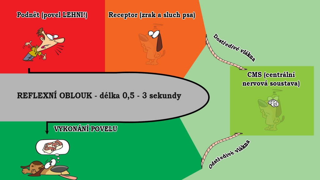 Dnes si vysvětlíme, co je to reflexní oblouk, jak funguje, proč je ...